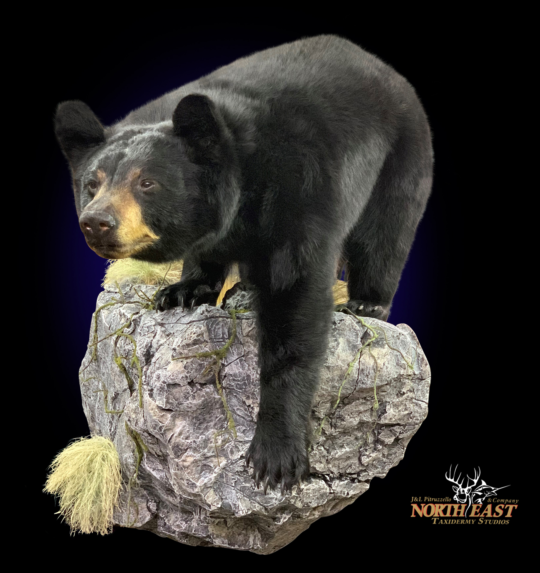 Black Bear Half Mounts